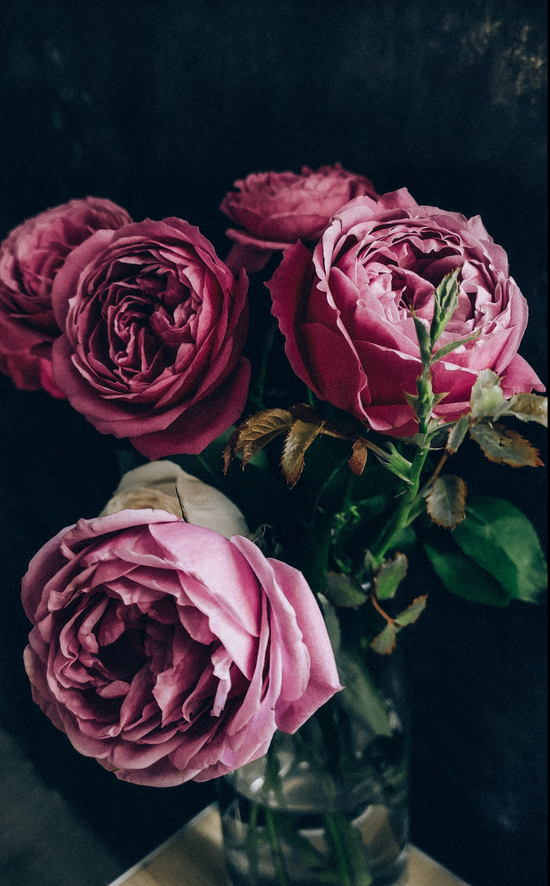 Endless Roses - An Authentic Rose Luxury Fragrance Oil – SimbiFragrance