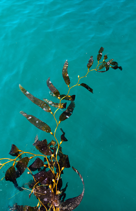 Ocean Botanicals - Sea Mariner Scent SIMBI Fragrance – SimbiFragrance